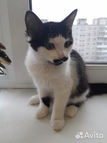 Котенок Барсик 3 мес