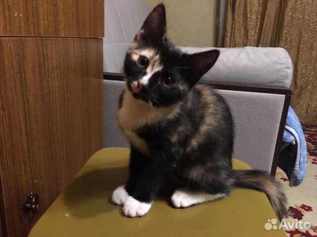 Котёночек-девочка 3 месяца