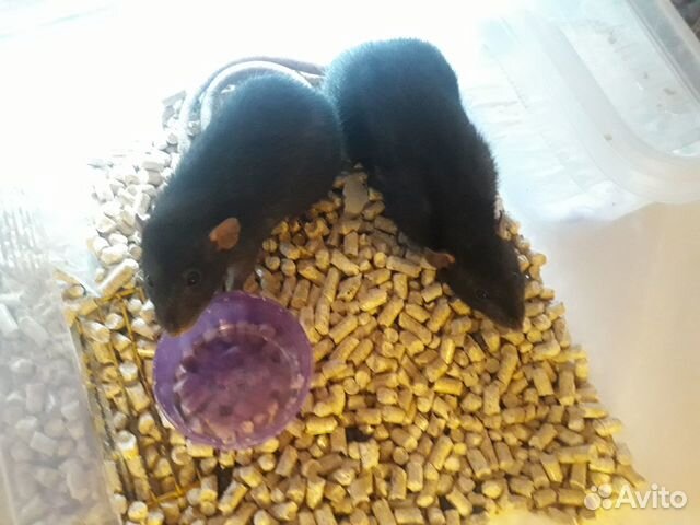 Отдам 2 крыс девочки