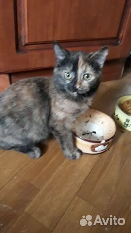 Котёнок доброму хозяину