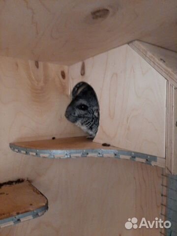 Продам шиншиллу с клеткой