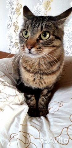 Кошечка в добрые руки