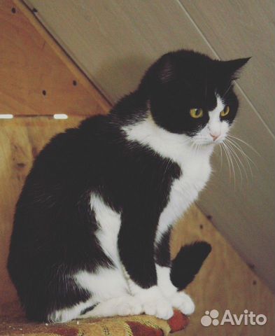 Кошка ищет дом