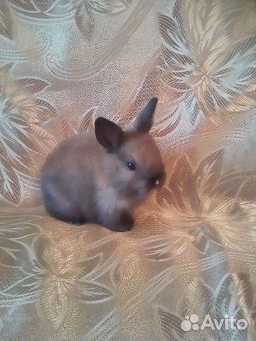 Маленькие и ласковые зверьки)