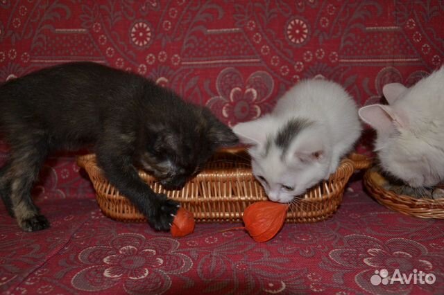 Кошечки - белая и черная 1,5 месяца
