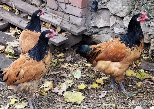 Куры молодые форверк. петух и две молодки