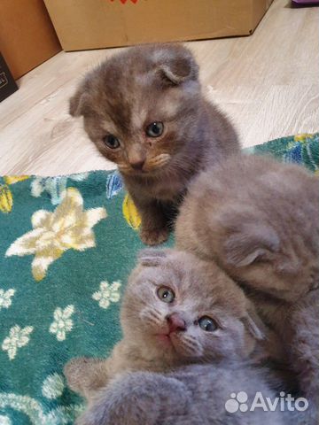 Котята вислоухие
