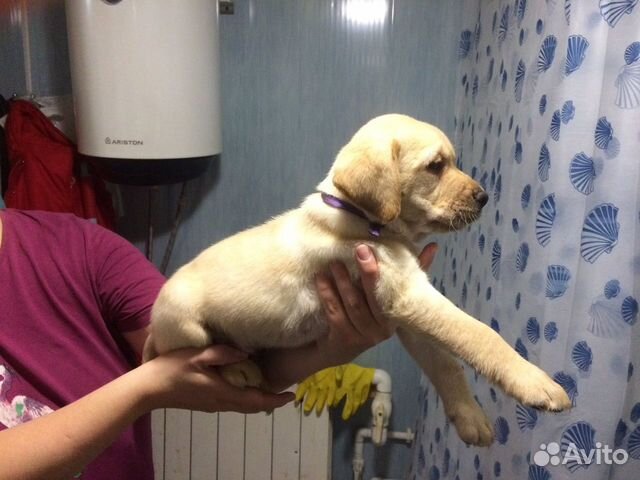 Щенки. Мальчики