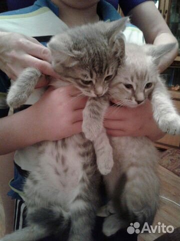 Котята сиамские,смесь