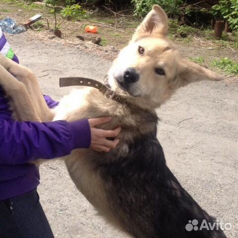 Пес Вест ищет дом