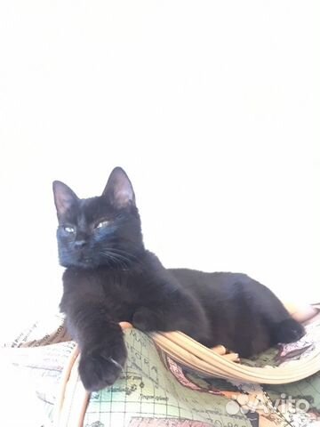 Чёрная кошка котёнок 9 месяцев