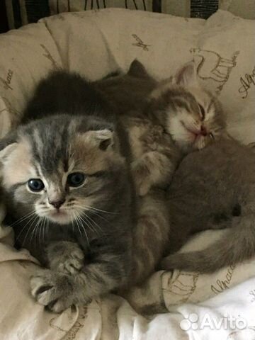 Трое из ларца