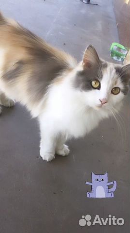 Отдадим в добрые руки кошечку Около года, ласковая