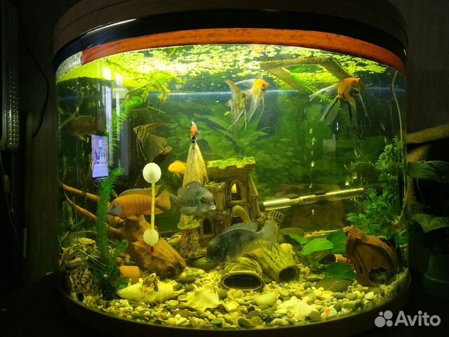 Аквариум