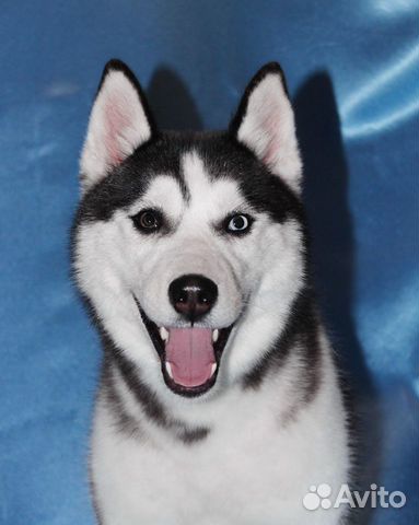 Щенки Сибирский Хаски