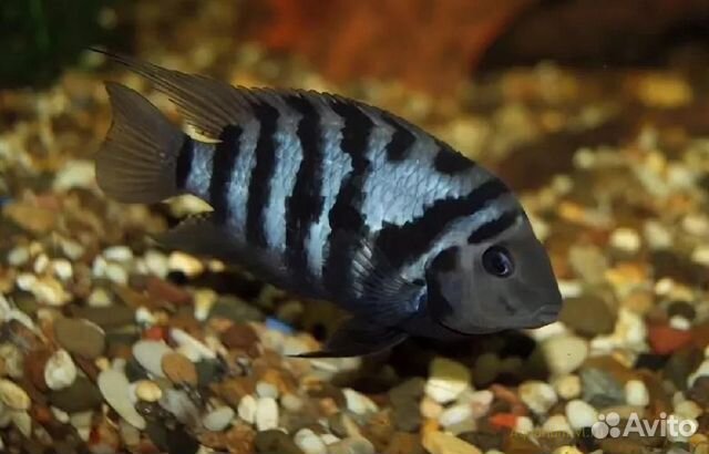 Цихлазома чернополосая Archocentrus nigrofasciatus