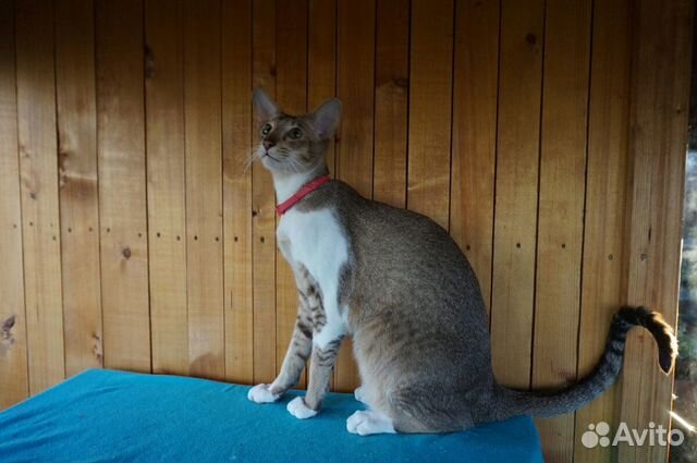 Ориентальные кошки