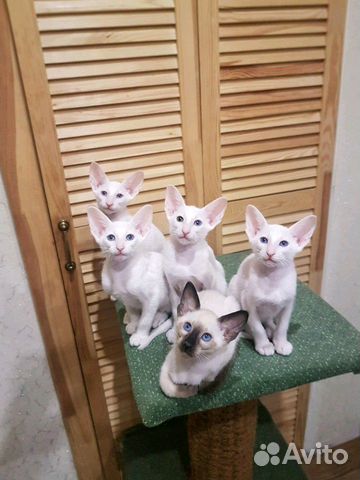 Ориентальные котята