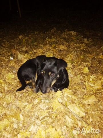 Собачка помесь ягдтерьера с таксой