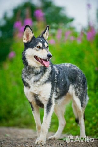 Метис хаски ищет дом