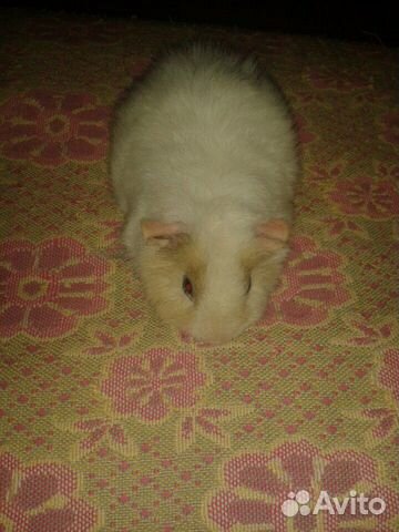 Морская свинка девочка тедди