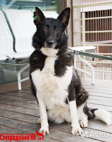 Собака в добрые руки