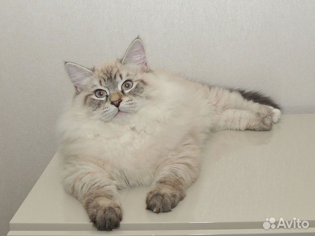 Сибирский котенок, мальчик