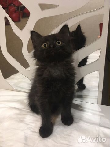 Котик в добрые ручки