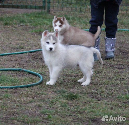 Хаски красивые детки