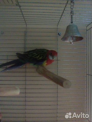 Пестрая розелла