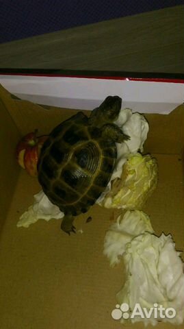 Сухопутная черепаха