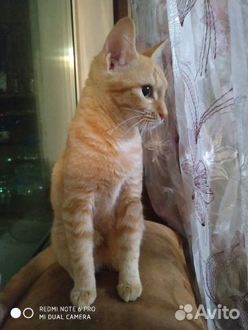 Золотую кошечку Нюшу в дар