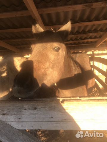 Продаётся 1.3 жеребёнок от чистокровного рысака