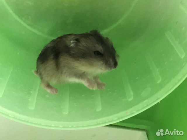 Джунгарский хомяк