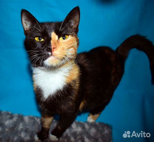 Котенок Сэнди