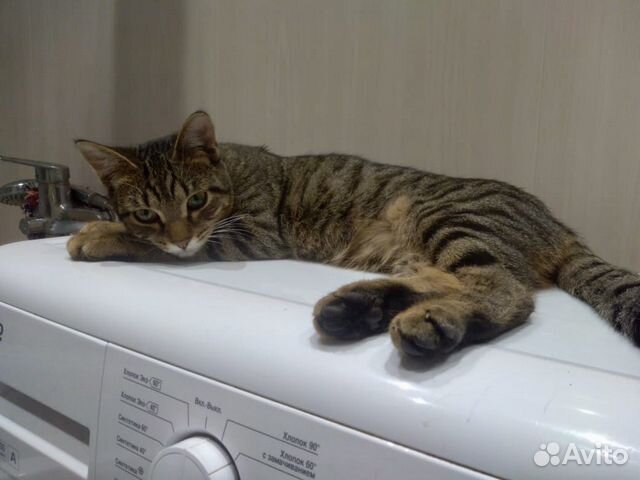 Кошка Зайка