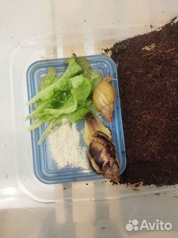 Улитки Ахатины Фулика и Ретикулята в дар