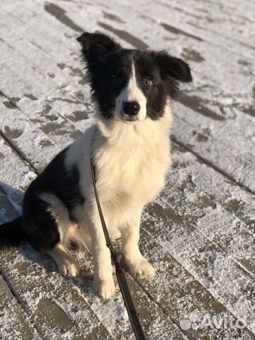 Щенок Бордер колли