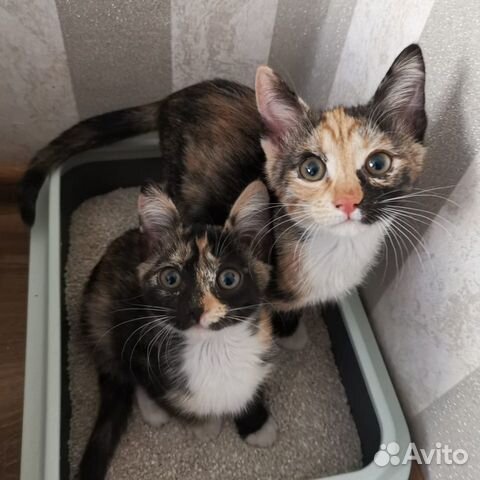 Трехцветные котята девочки