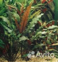 Криптокорина вендта