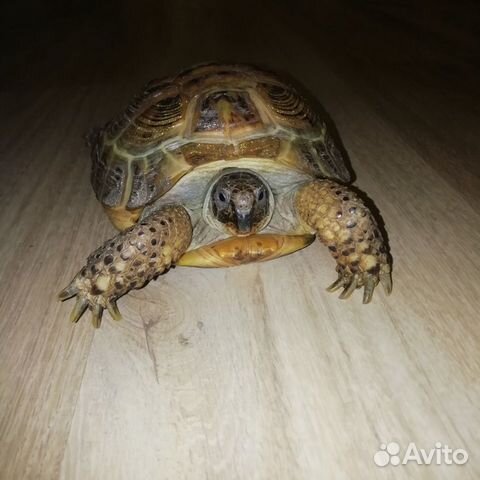 Сухопутная черепаха