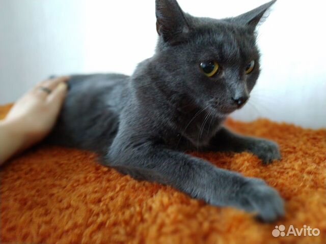 Марго ищет дом