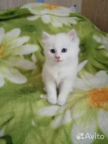 Котенок Турецкой Ангоры