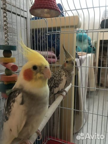 Продам пару молодых корелл с клеткой