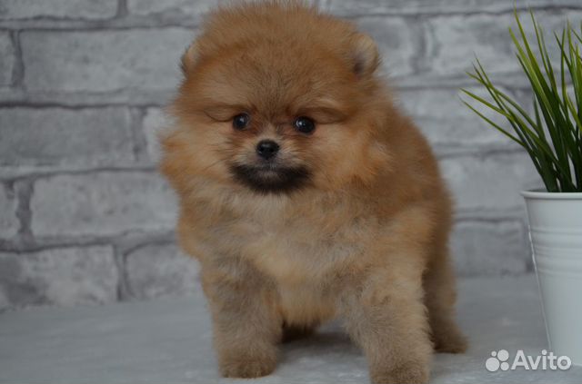 Мальчик и девочка Померанского цверг шпица