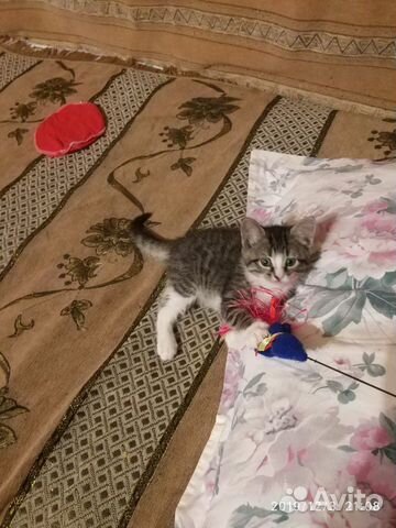 Кошка-Шурка