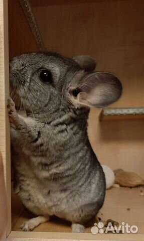 Шиншилла Стандарт Девочка