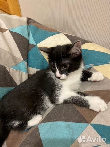 Милейшие котики ищут дом