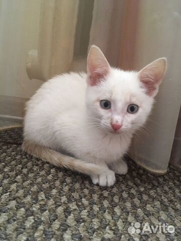 Отдам котёнка мальчика 2 мес