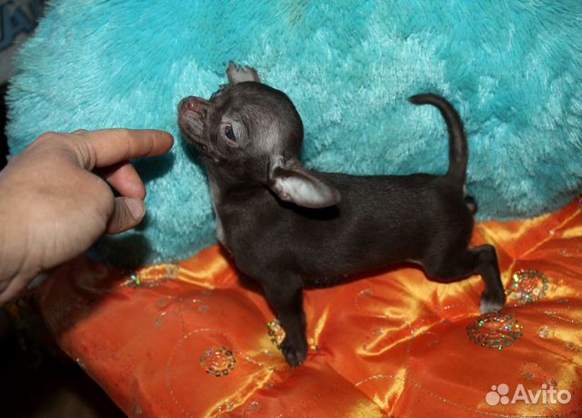 Чихуахуа мини Кисло-Сладкая Конфетка